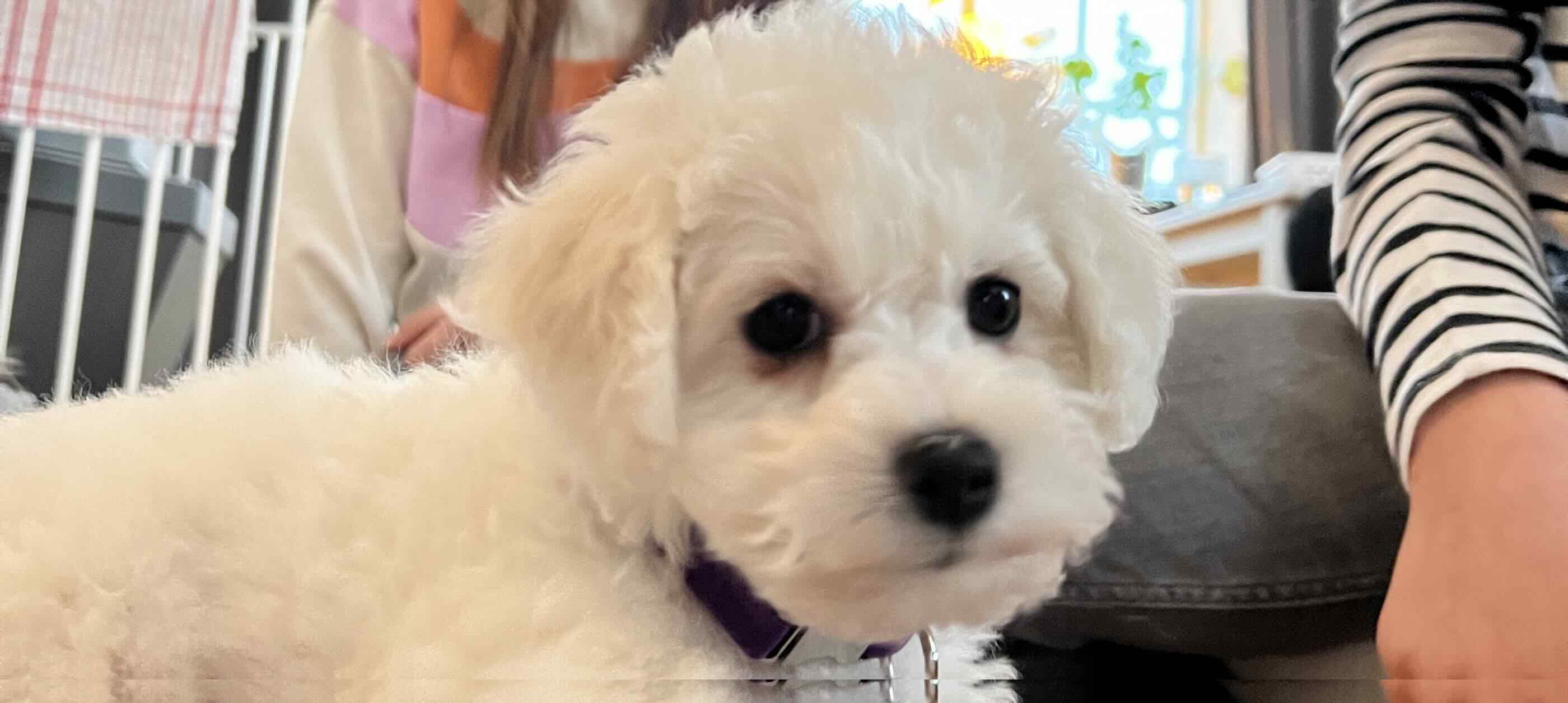 About us – Skye Pets